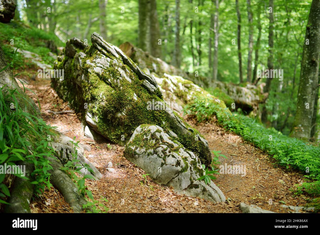 Casentino secular forest, one of the largest forest in Europe ...