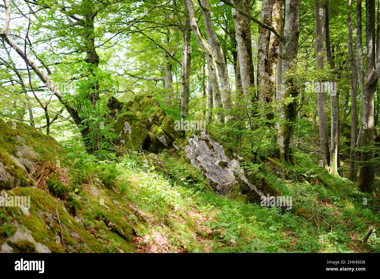 Casentino secular forest, one of the largest forest in Europe ...