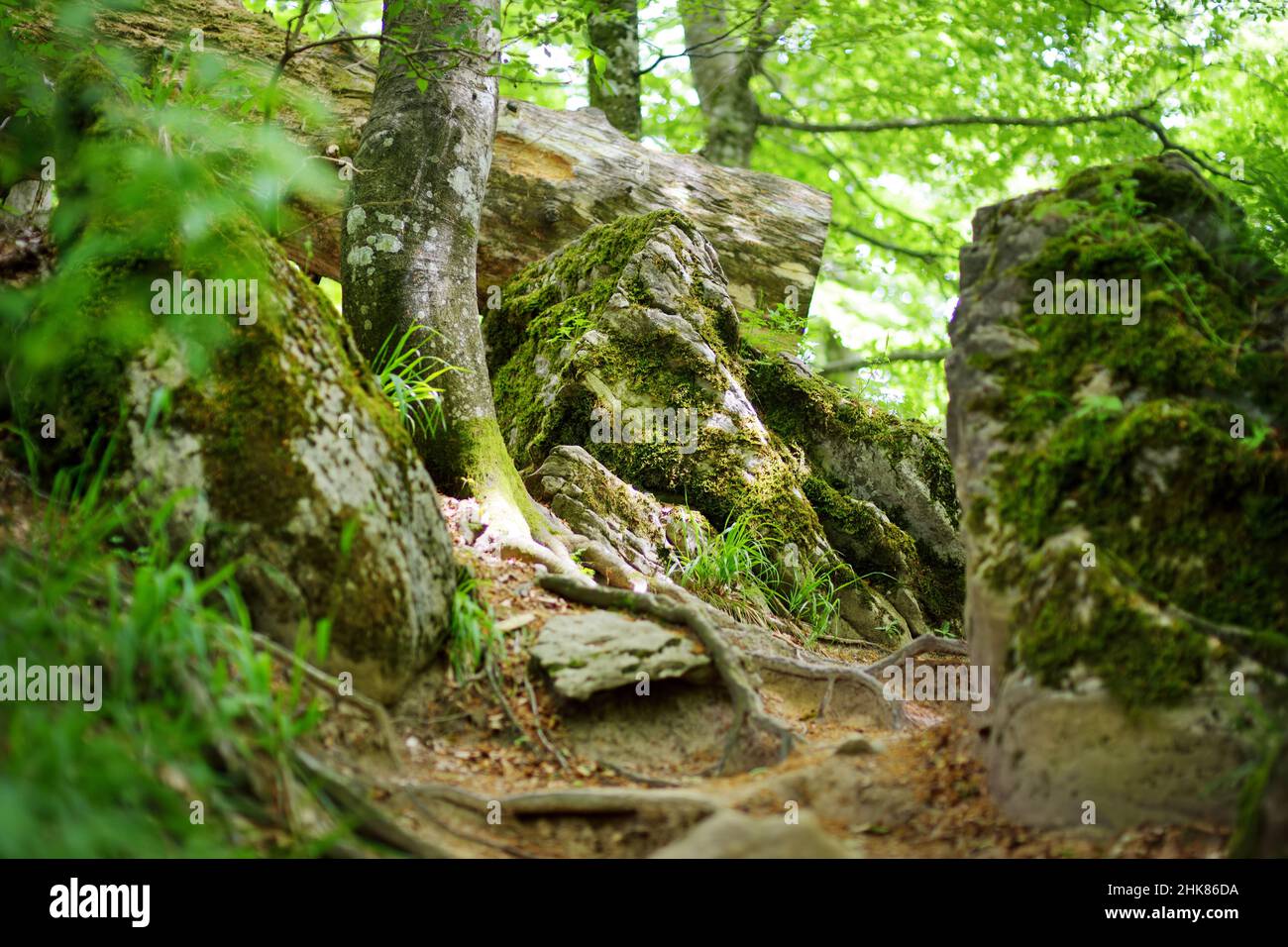 Casentino secular forest, one of the largest forest in Europe ...