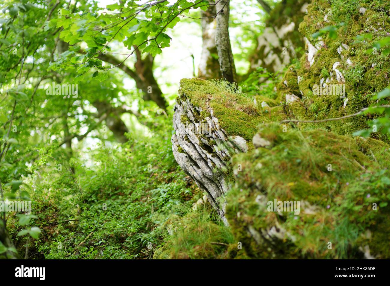 Casentino secular forest, one of the largest forest in Europe ...