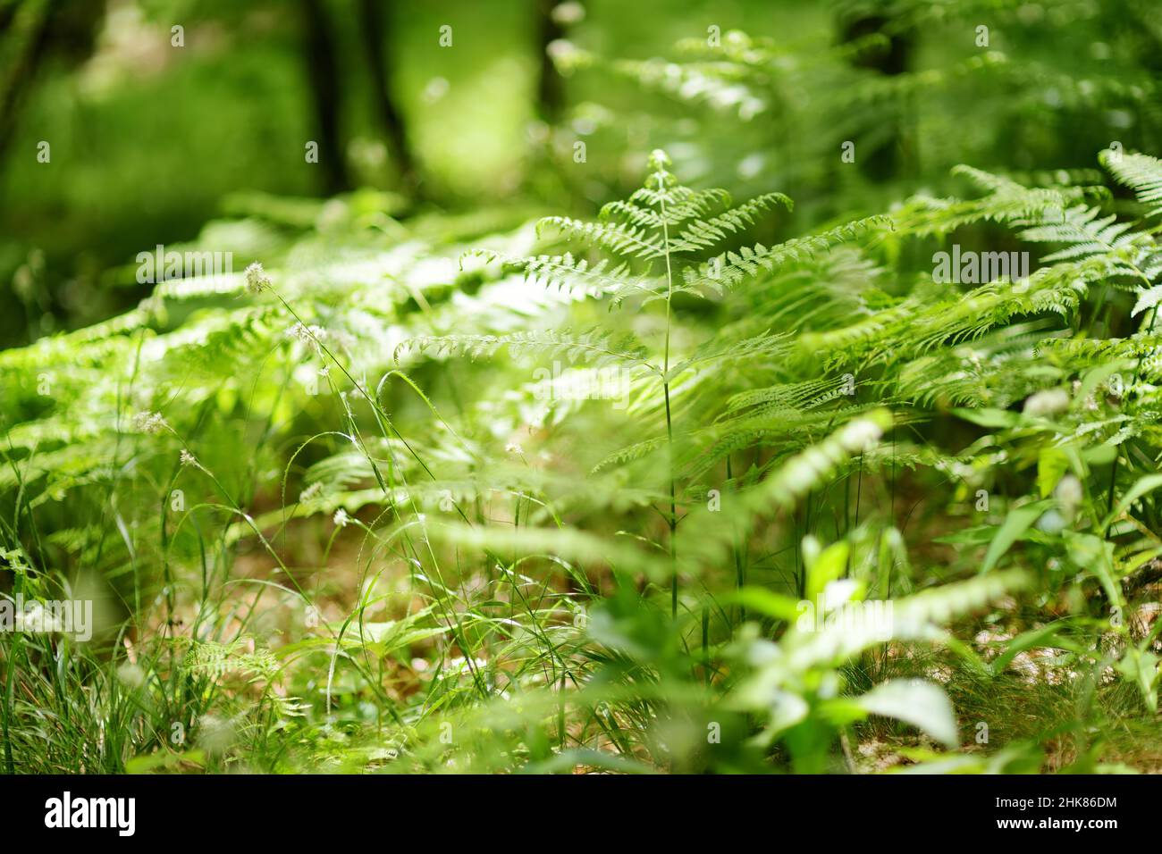 Lush vegetation of Casentino secular forest, one of the largest forest ...