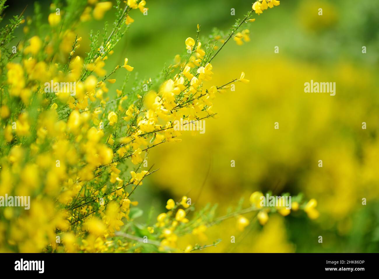 Lush vegetation of Casentino secular forest, one of the largest forest ...