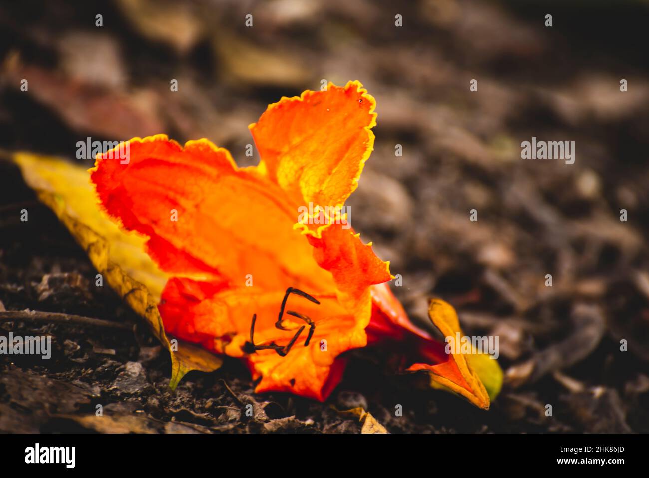 Beautiful red Monosperma or Palash flower laying on ground Stock Photo ...