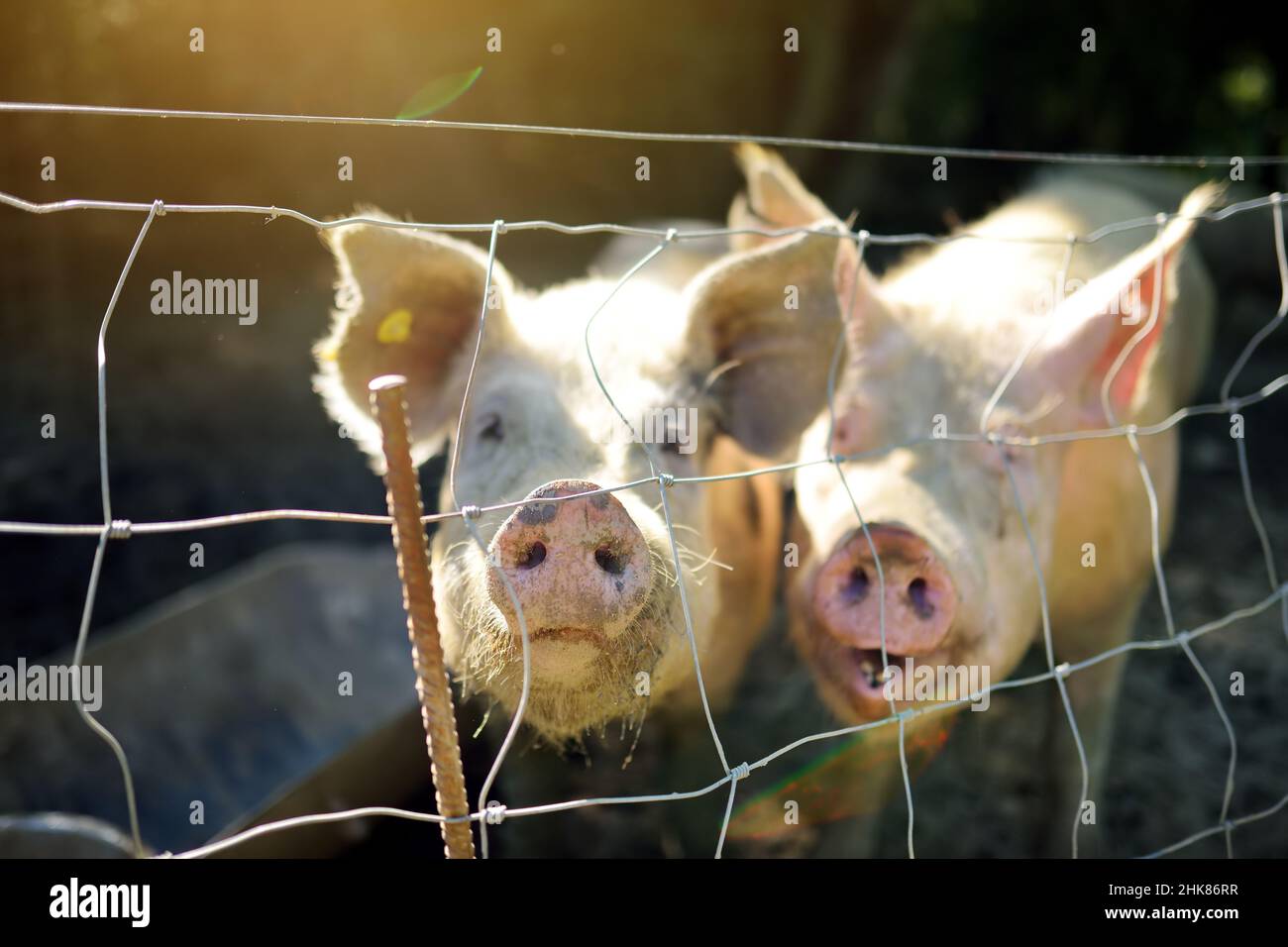 Dirty pigs grazing on a pig farm. Natural organic pig breeding. Farming ...