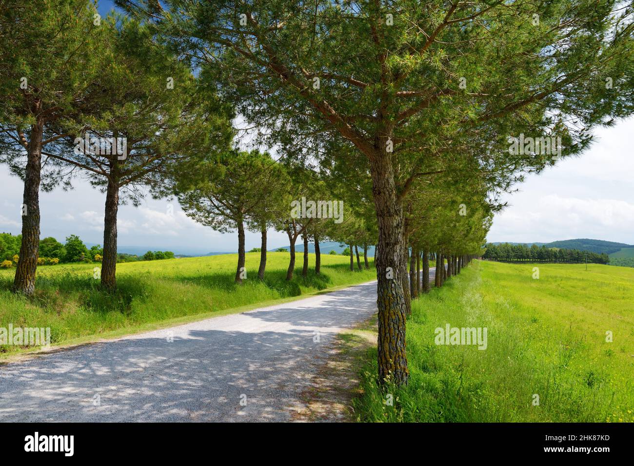 Driveway to the Italian manor house between green fields of Toscana ...