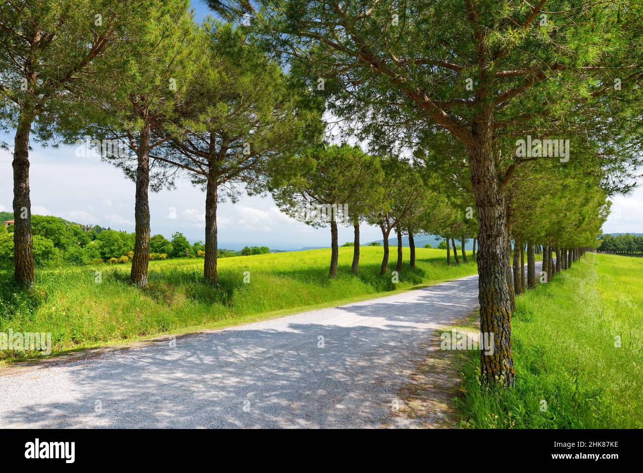 Driveway to the Italian manor house between green fields of Toscana ...