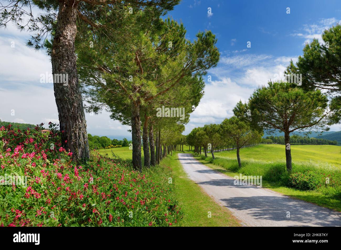 Driveway to the Italian manor house between green fields of Toscana ...