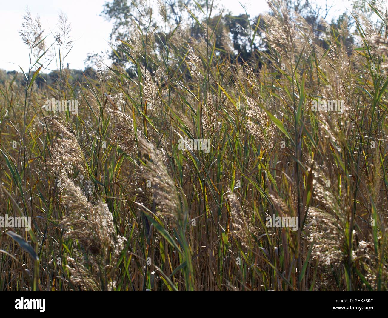 Wild reeds and grasses at Astrakeri Marina, Corfu, Greece Stock Photo ...