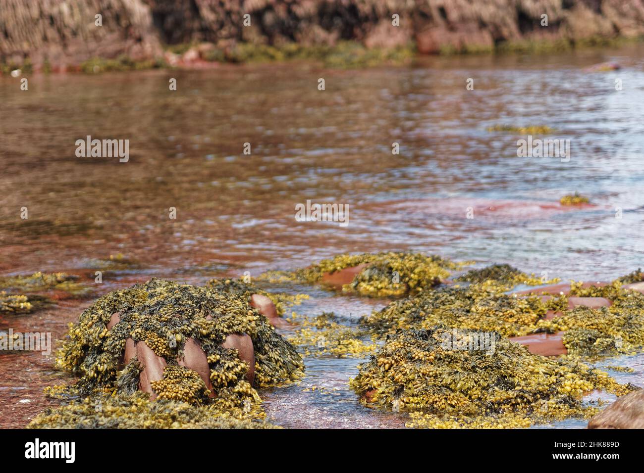View of a Kelp in a tidal pool Stock Photo - Alamy