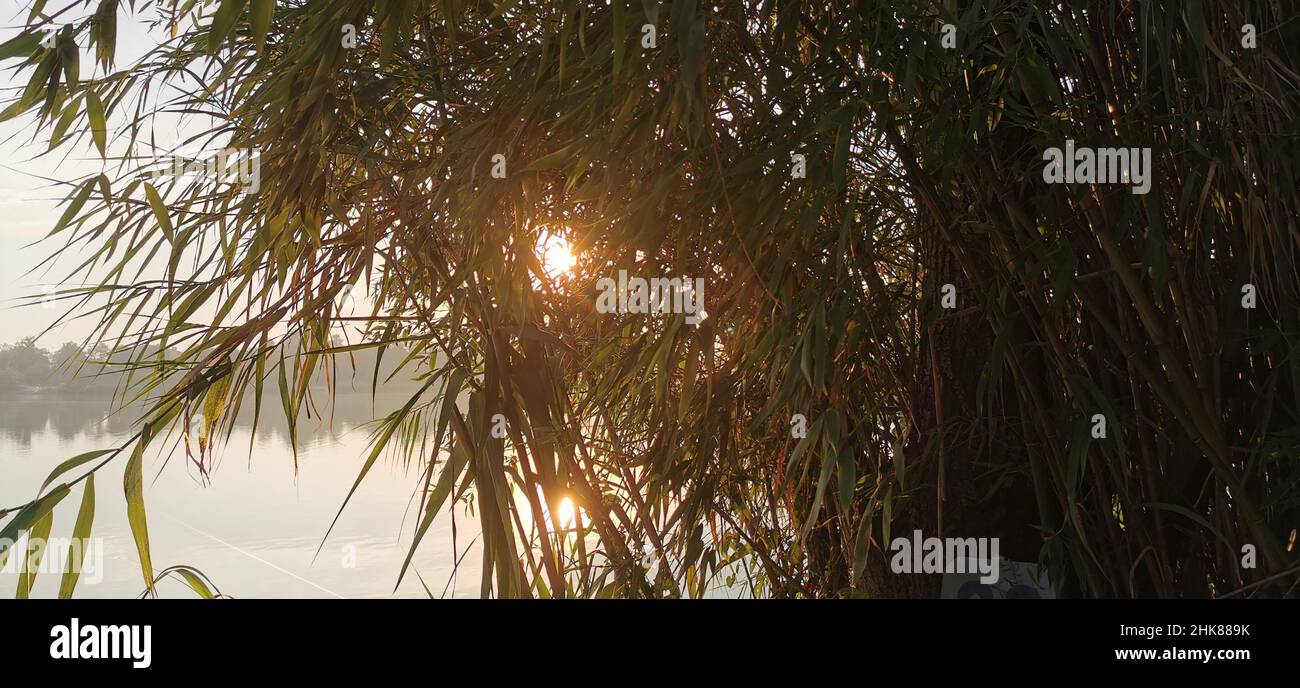 Sunset seen through bamboo tree branches Stock Photo - Alamy