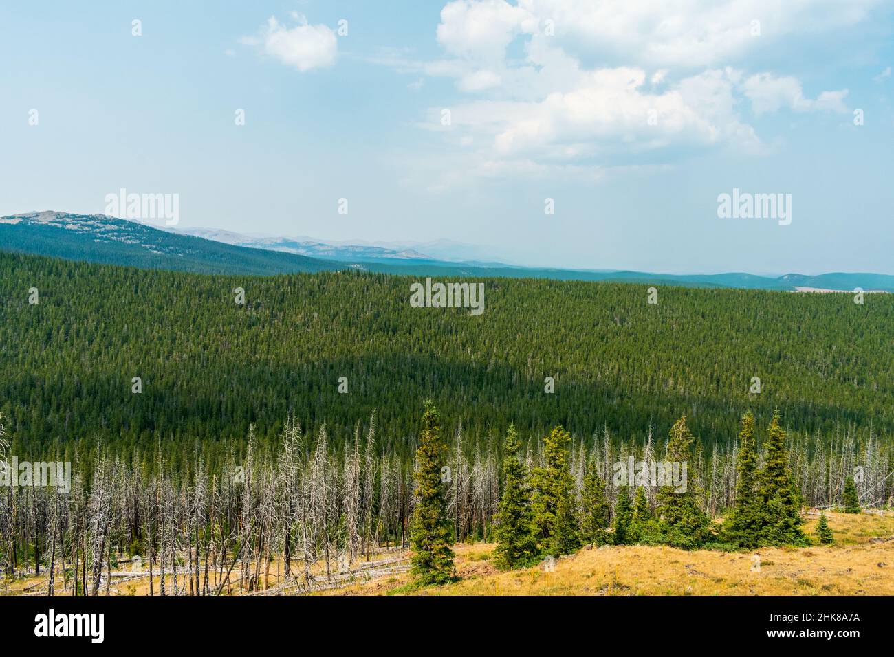 Bighorn sheep lookout hi-res stock photography and images - Alamy