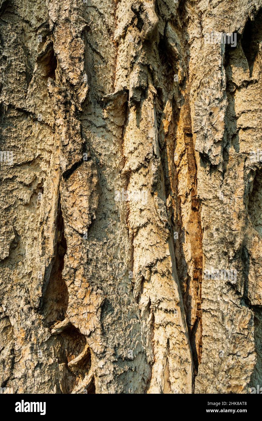 Patterns in oak tree bark create amazing background texture Stock Photo ...