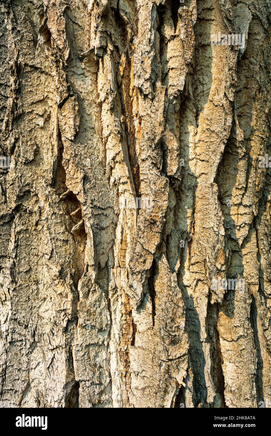 Patterns in oak tree bark create amazing background texture Stock Photo ...
