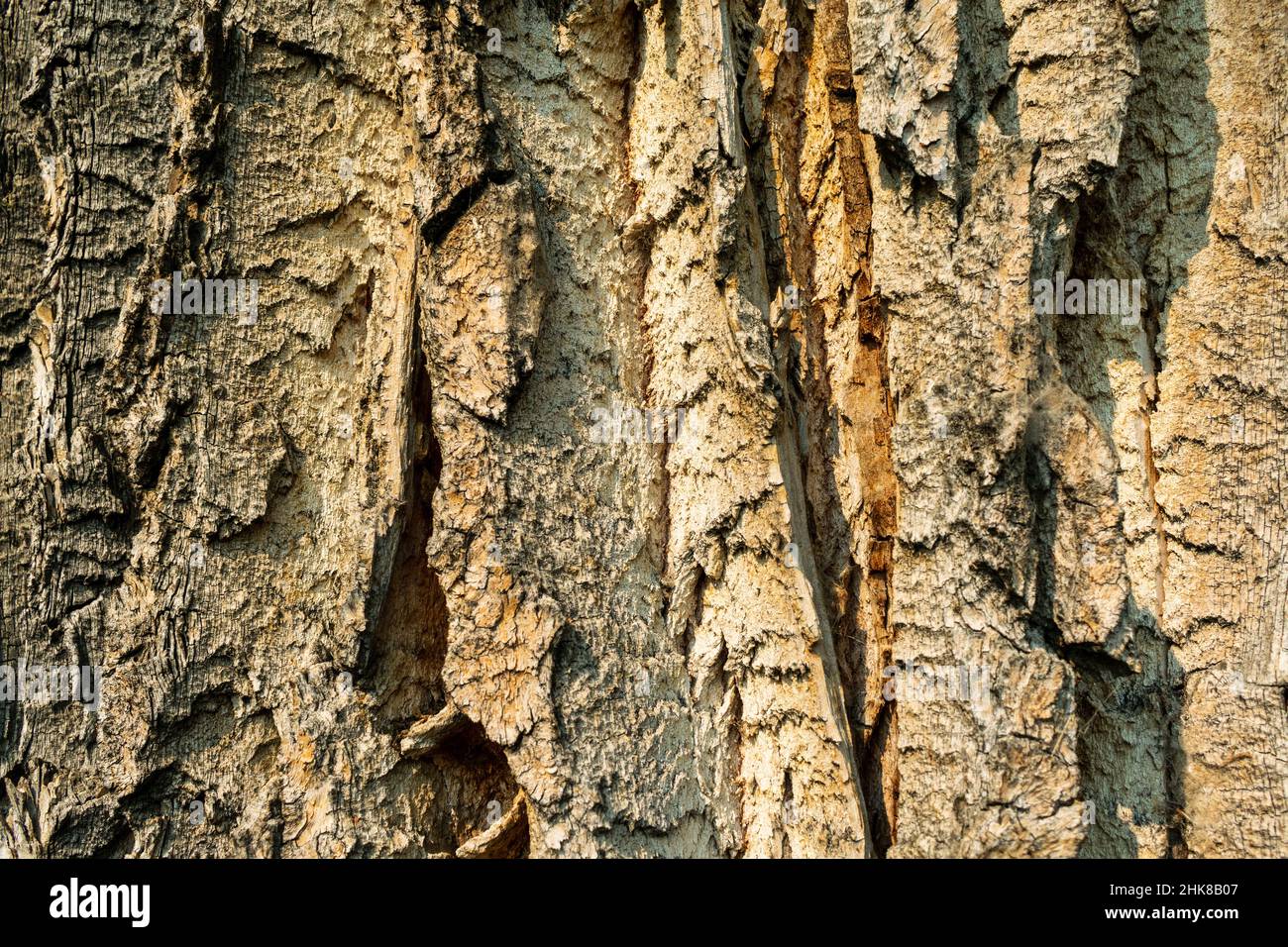 Patterns in oak tree bark create amazing background texture Stock Photo ...