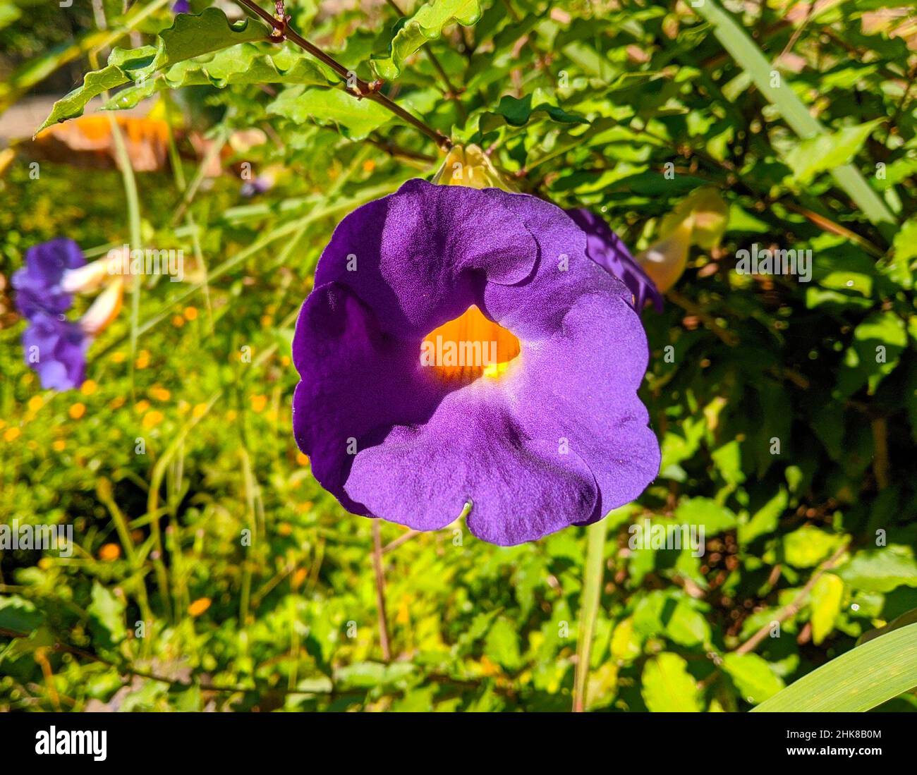 Purple beam hi-res stock photography and images - Alamy