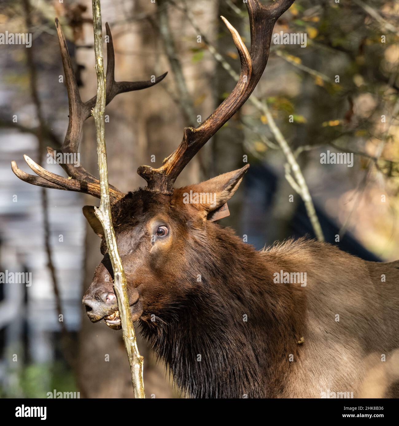 Determined Bull Elk Eye Stares Down Tiny Tree Stock Photo - Alamy
