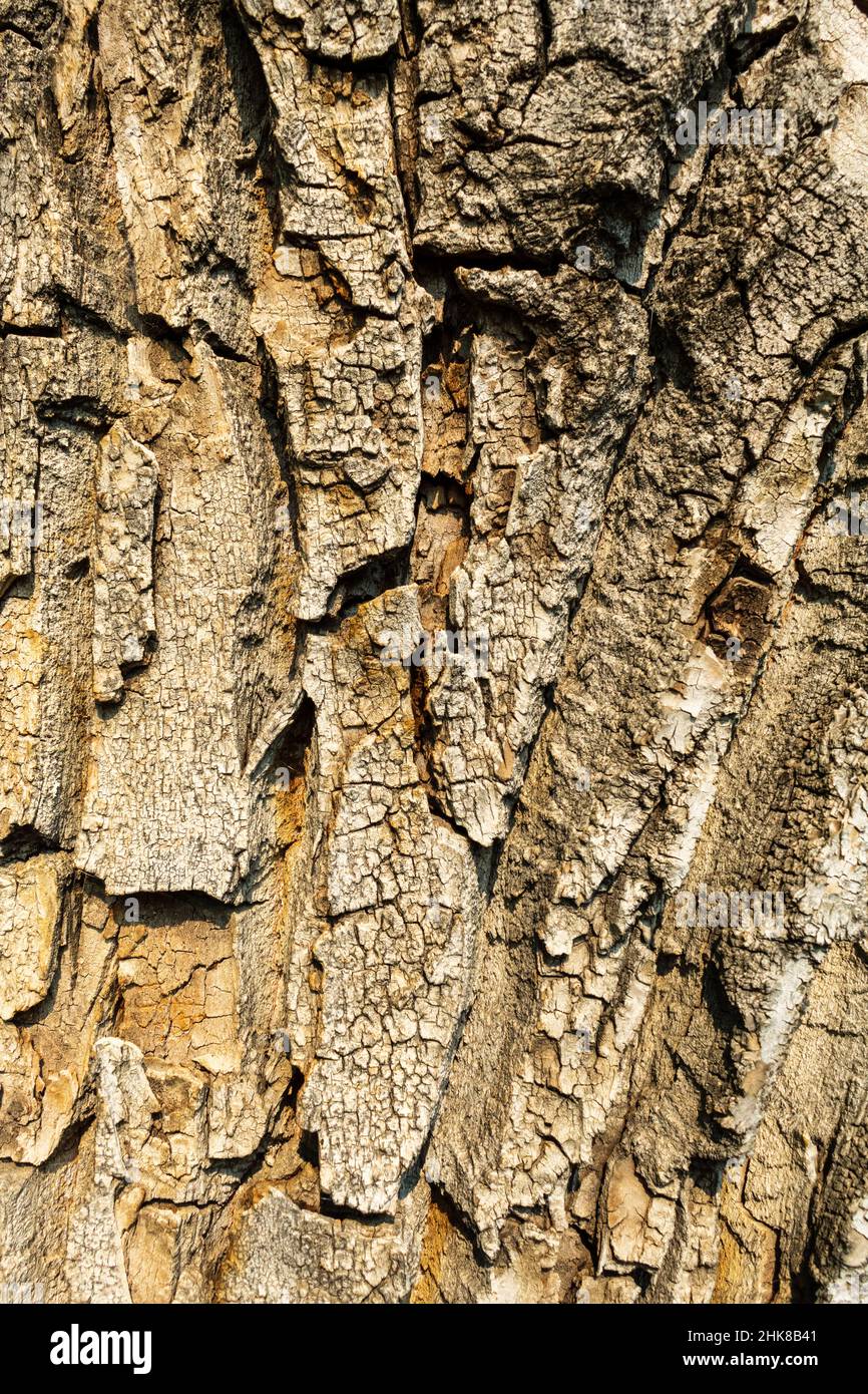 Patterns in oak tree bark create amazing background texture Stock Photo ...