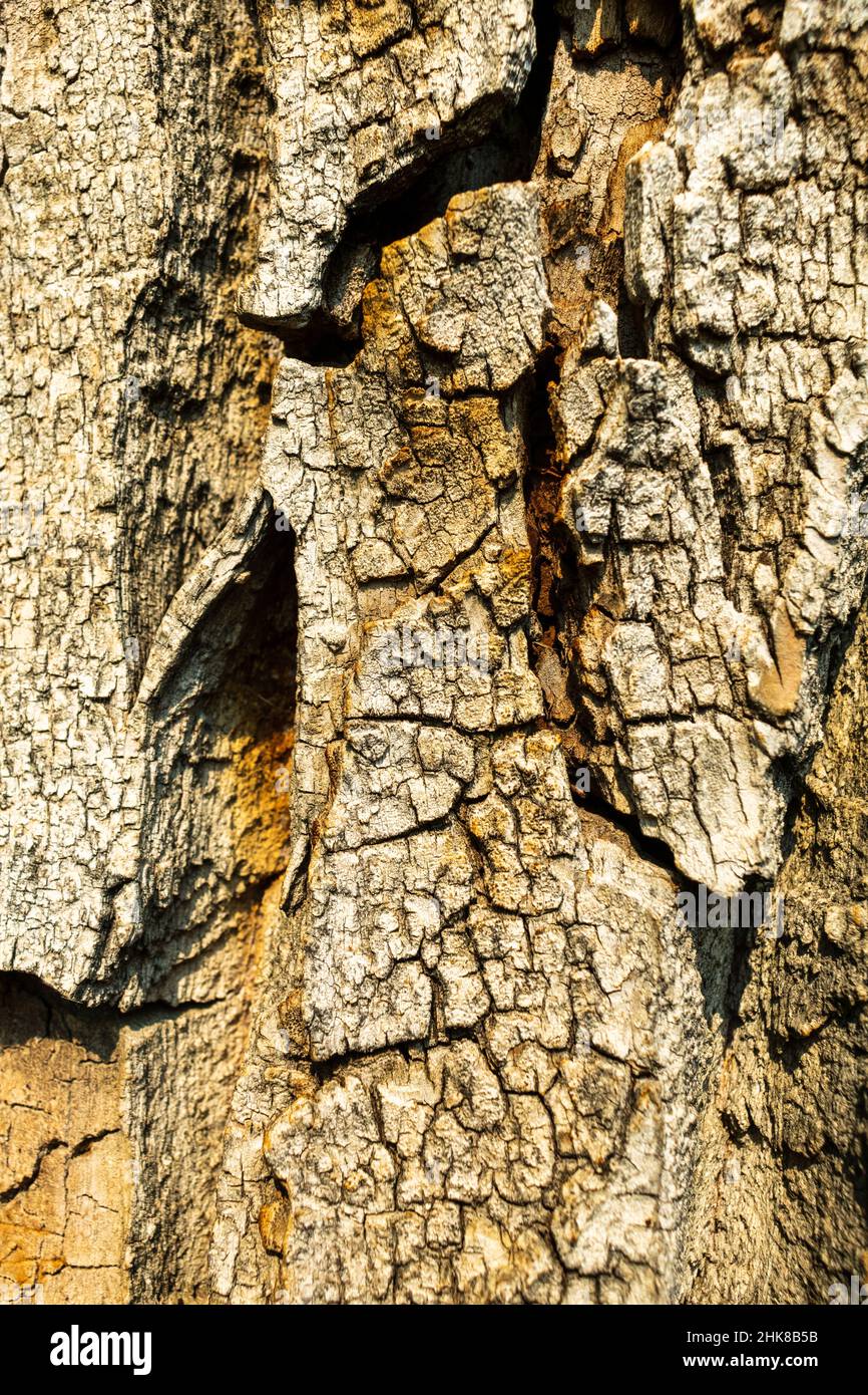 Patterns in oak tree bark create amazing background texture Stock Photo ...