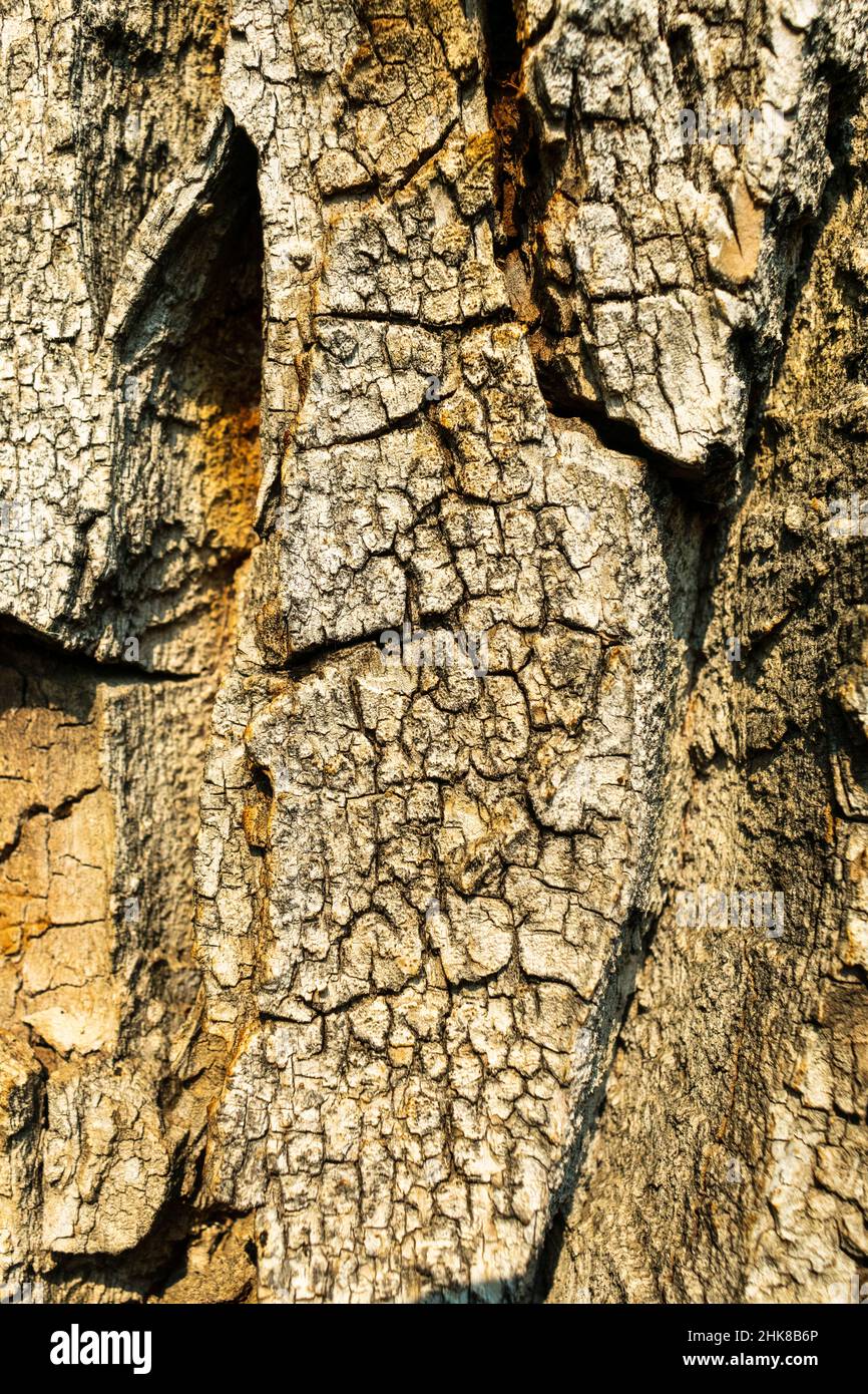 Patterns in oak tree bark create amazing background texture Stock Photo ...