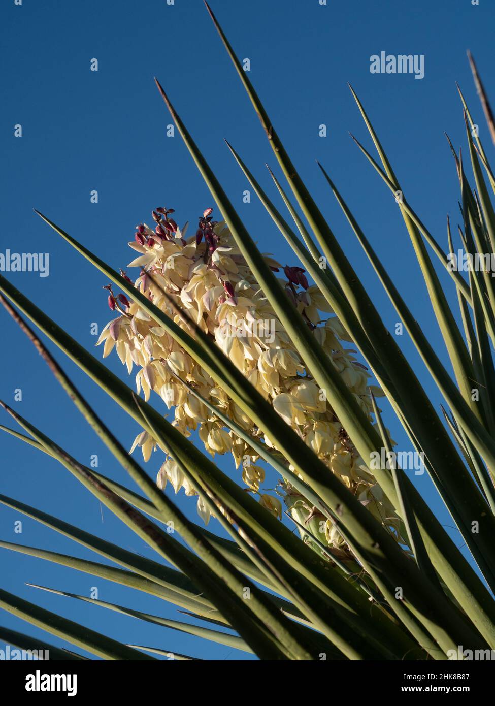 Spiky yucca plant hi-res stock photography and images - Alamy