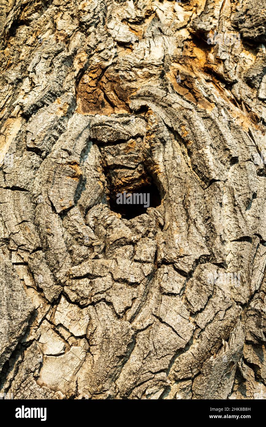 Patterns in oak tree bark create amazing background texture Stock Photo ...