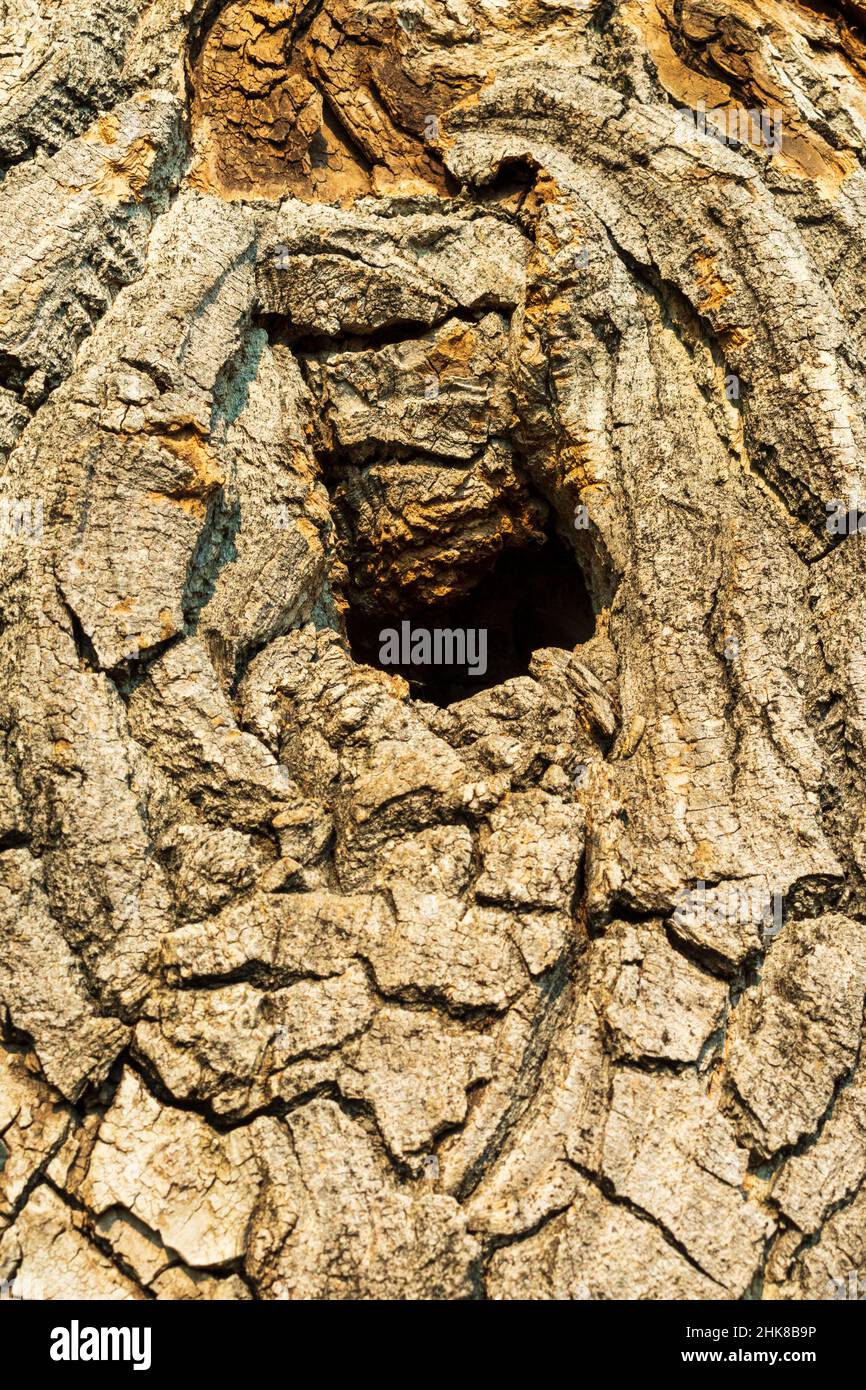 Patterns in oak tree bark create amazing background texture Stock Photo ...