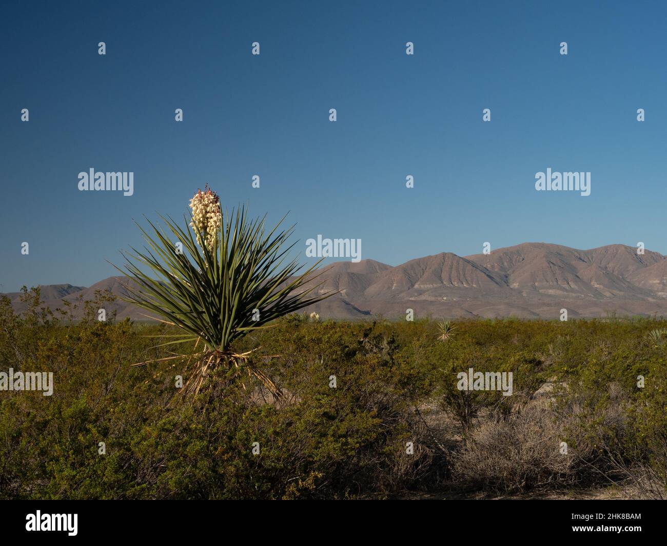 Large, blooming Faxon Yucca with the Chisos Mountain Range in the ...