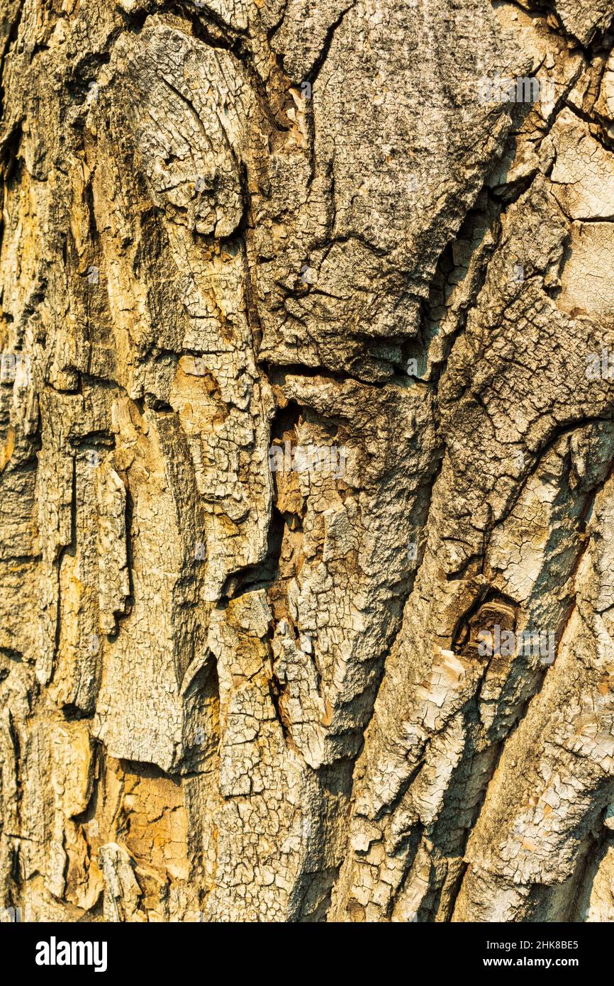 Patterns in oak tree bark create amazing background texture Stock Photo ...