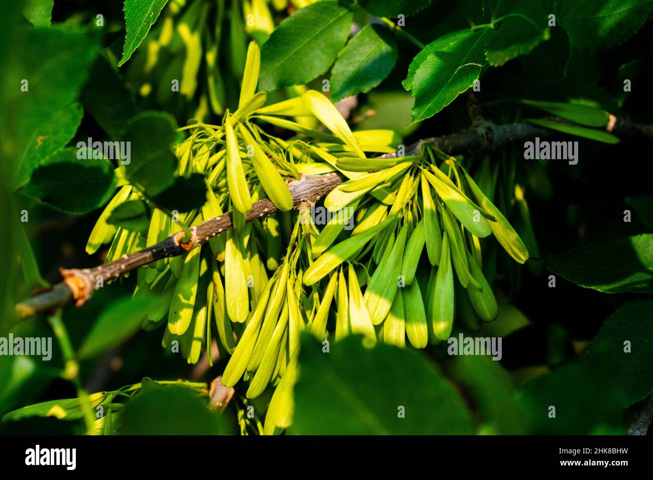 Ash tree seeds hang on branch among green leaves, abstract stock ...