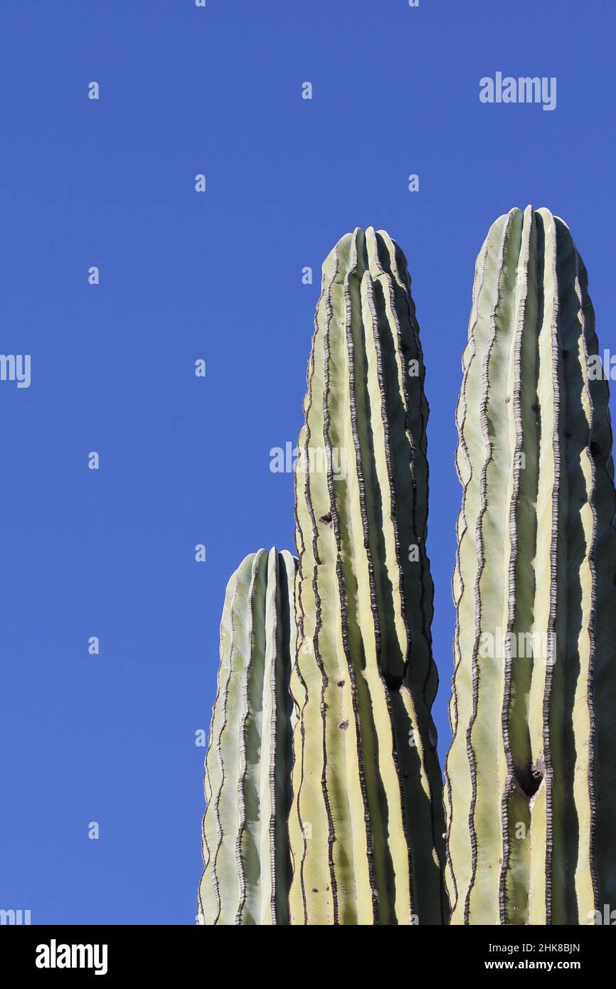 Saguaro cactus carnegiea gigantea standing hi-res stock photography and ...