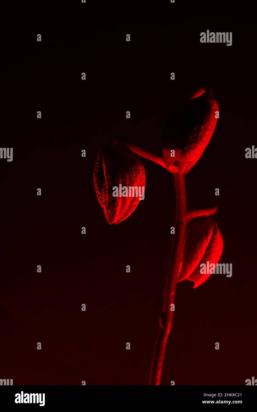 Romantic design beautiful leaf hi-res stock photography and images - Alamy