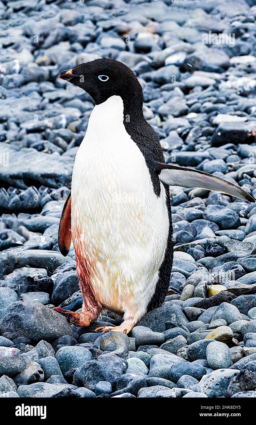 Adelie penguin hurt and bleeding and needs help Stock Photo - Alamy
