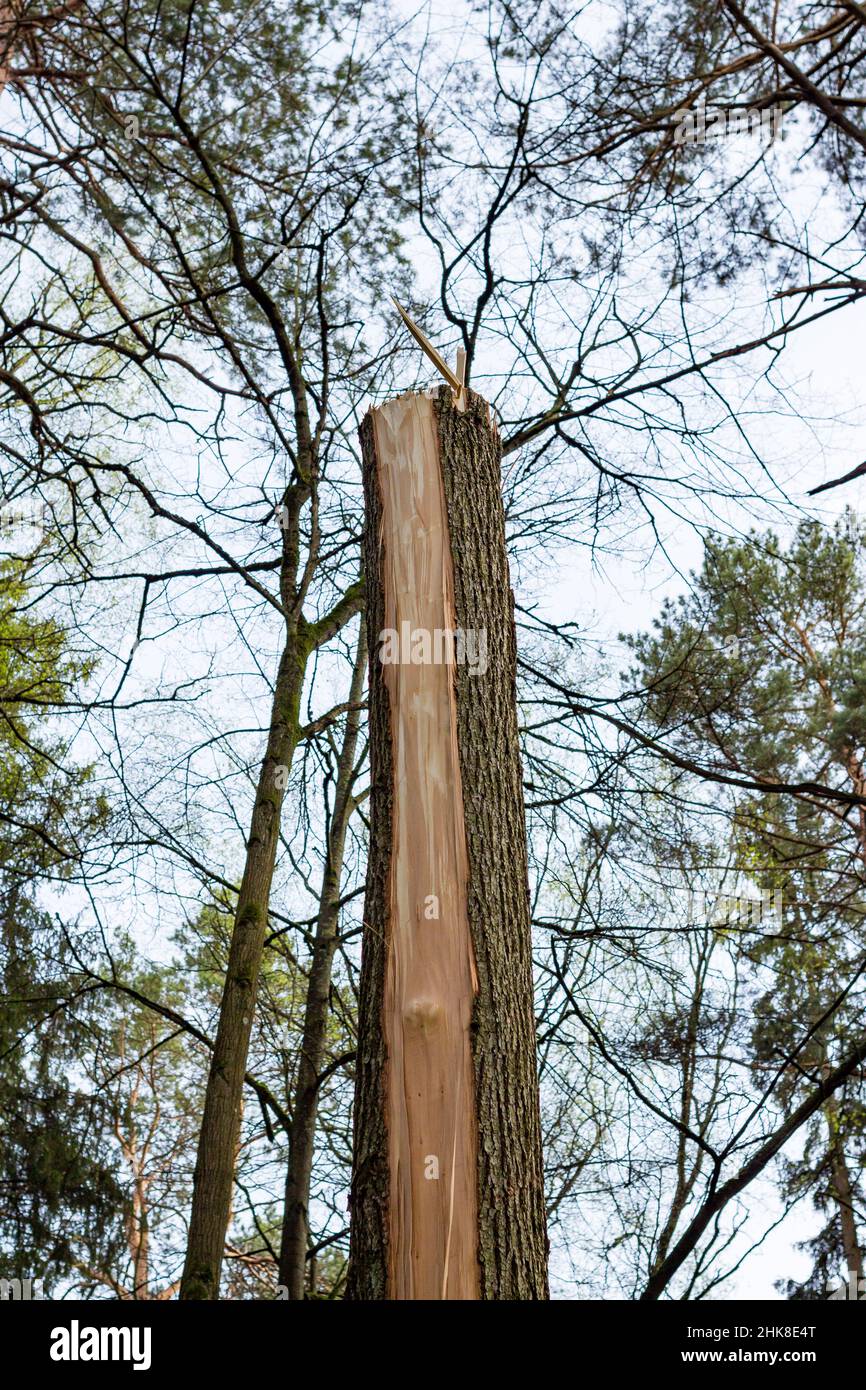 Broken tree trunk in half when another tree falls in the forest Stock ...