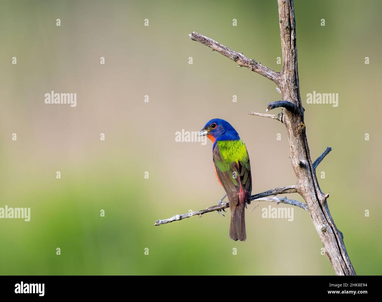 Painted Bunting are medium-sized finchlike birds with stubby, thick ...