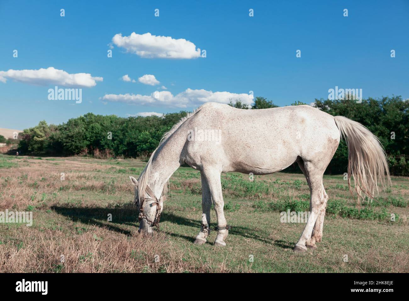 White mare horse . Grazing domestic animal Stock Photo - Alamy
