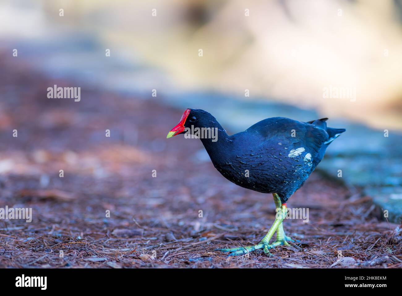 Common Gallinule working hard to look for bugs Stock Photo - Alamy