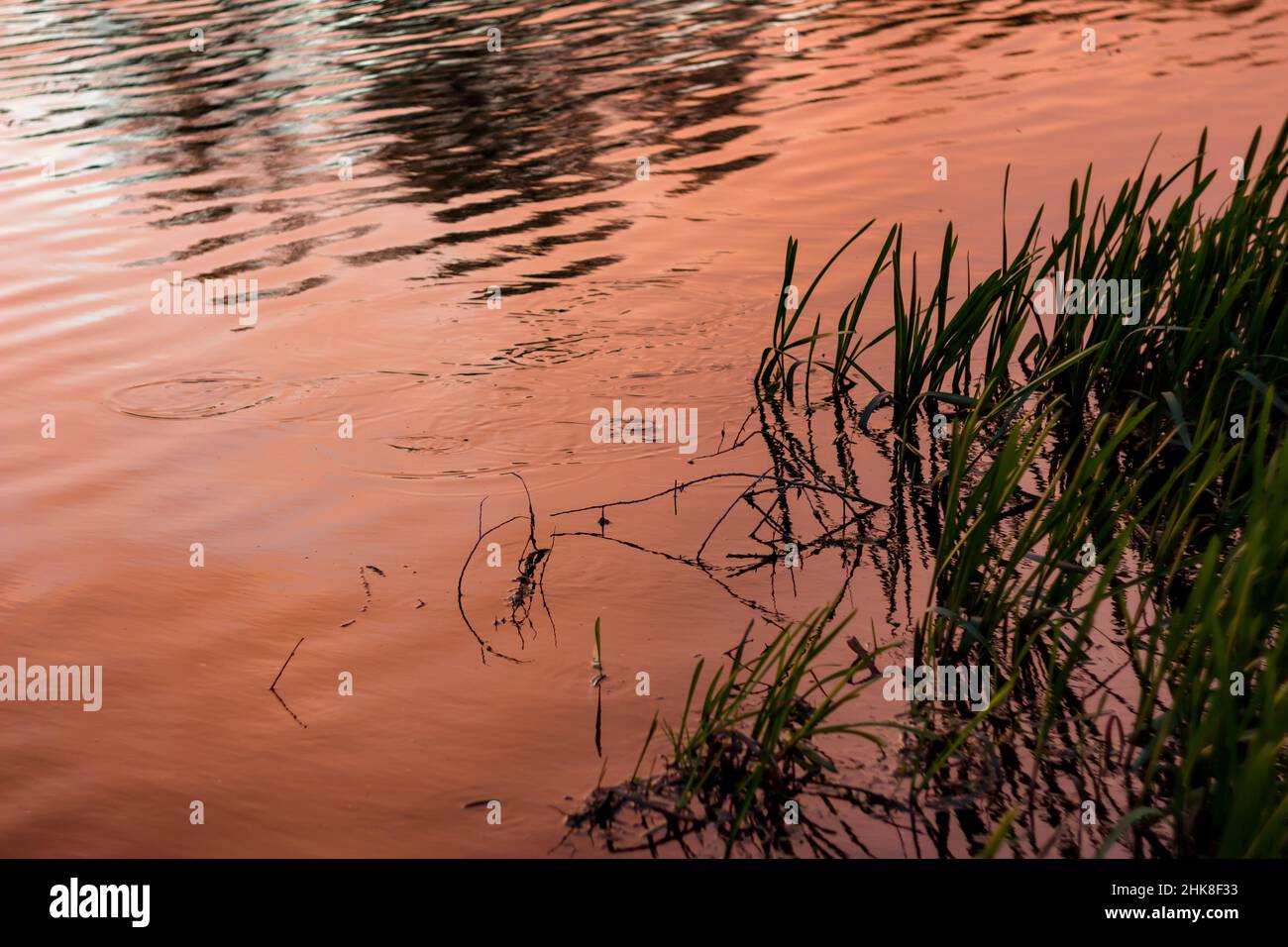 The red color of the water on the pond during sunset and algae near the ...