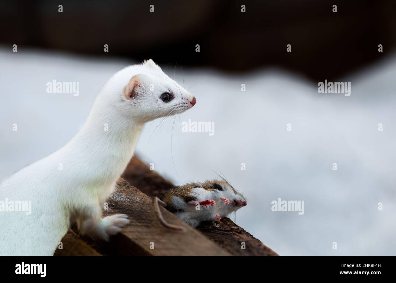 Ermine also known as stoat in Sax SIm Bog Stock Photo - Alamy