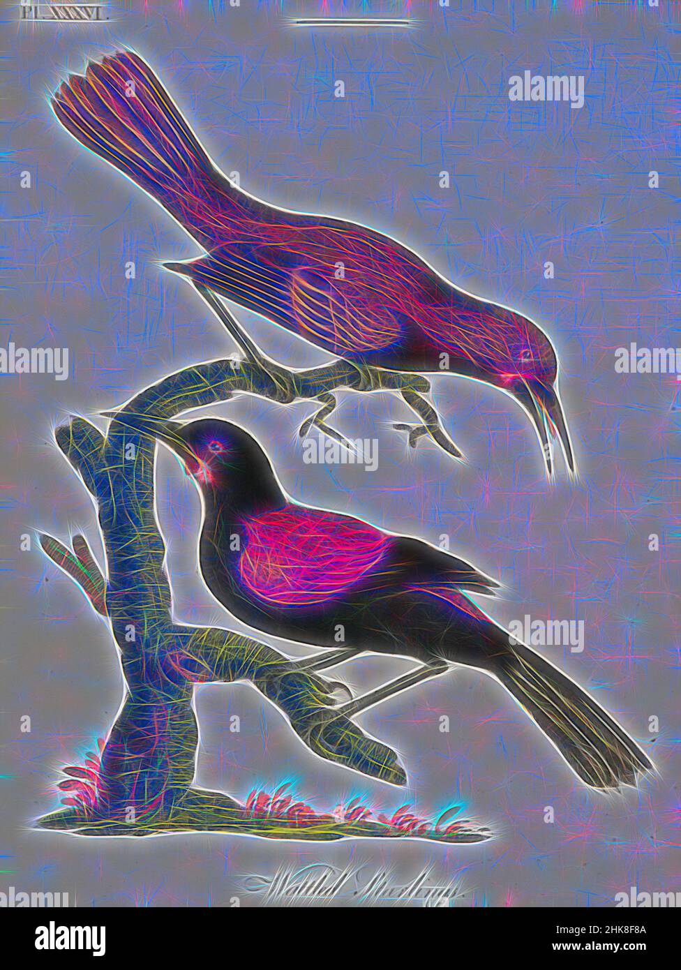 Inspired by The wattled Starling(Saddleback) Plate XXXVI. From the book ...