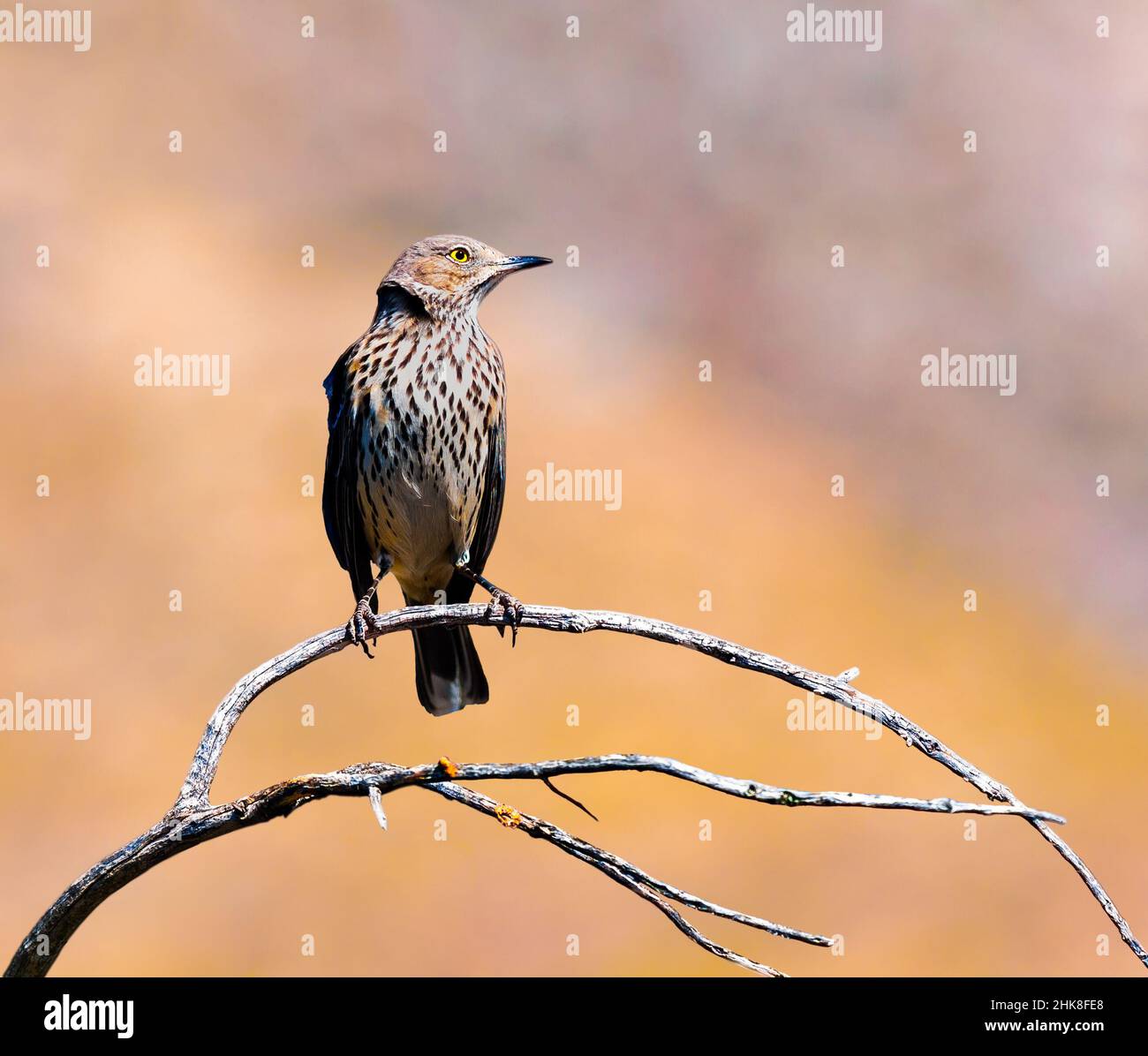 Sage Thrasher are fairly small songbirds with relatively long legs and ...