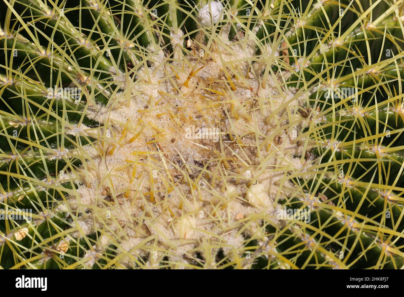 Cactus death hi-res stock photography and images - Alamy