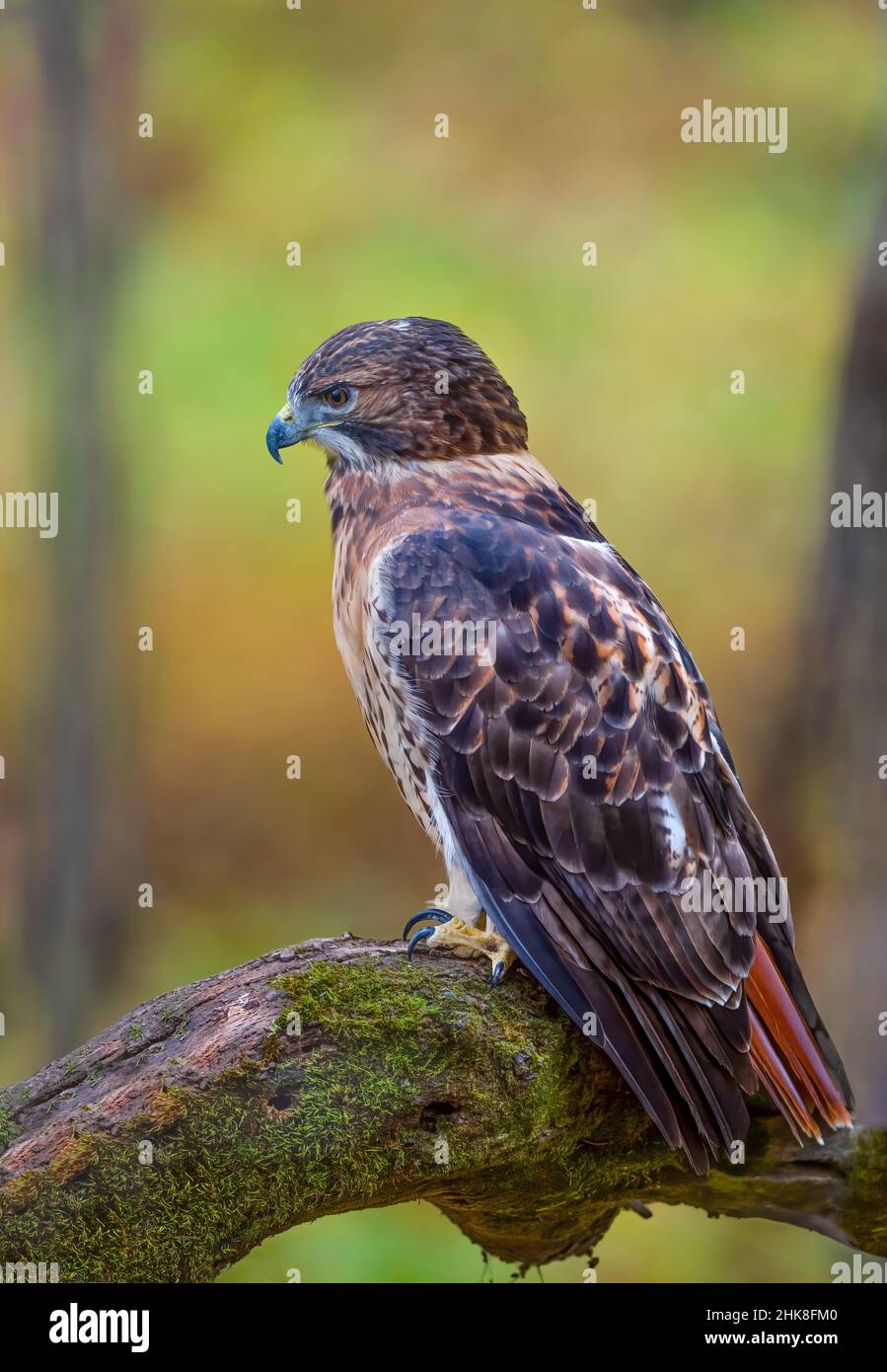 Red Tailed Hawk has a thrilling, raspy scream that sounds exactly like ...