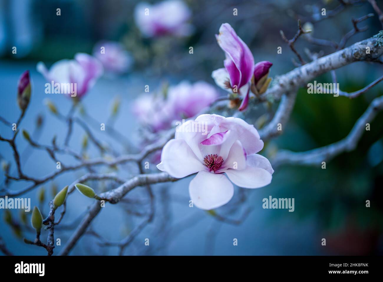 Magnolia x soulangiana saucer magnolia hi-res stock photography and ...