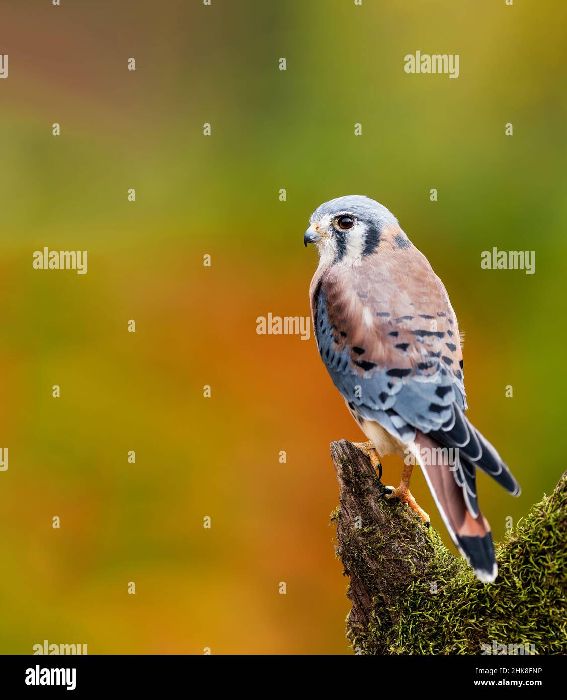 American Kestrel perched on a dead tree during fall Stock Photo - Alamy