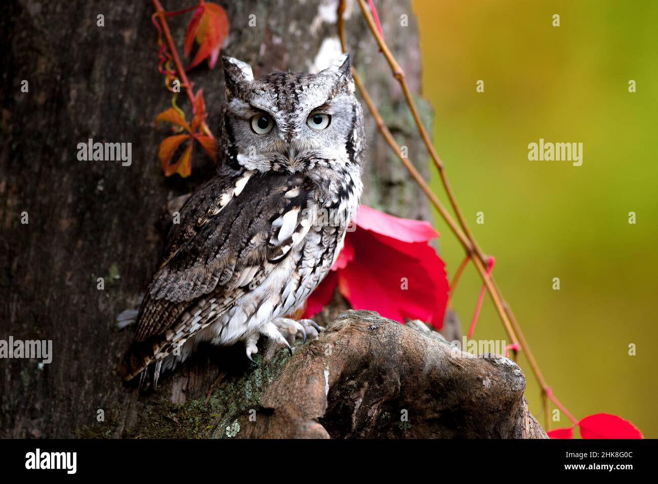 Eastern Screech Owl Camouflage