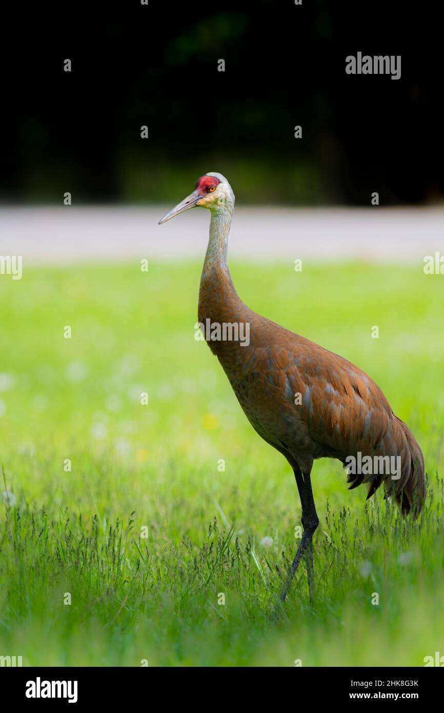Sandhill Crane are very large, tall birds with a long neck, long legs ...