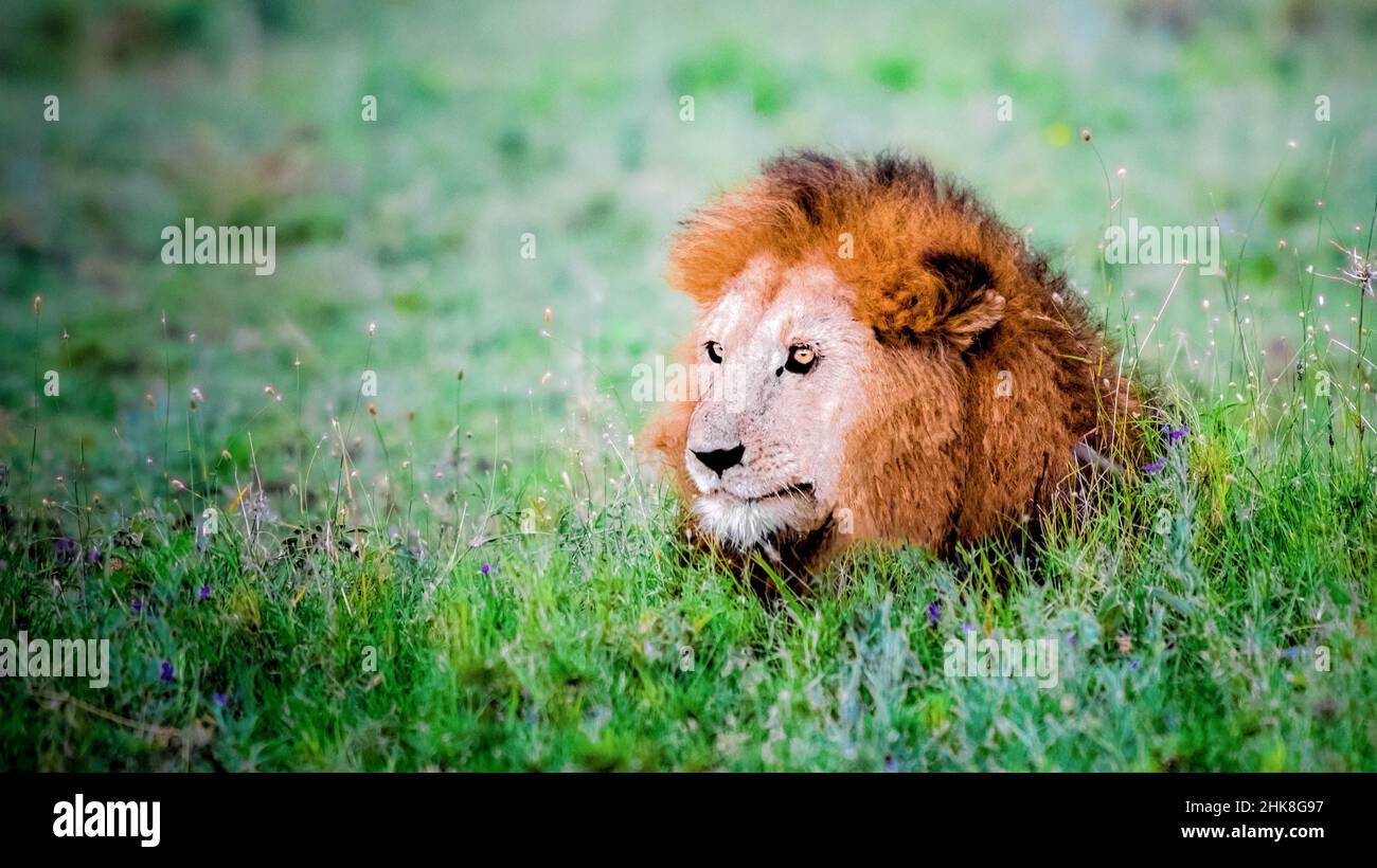Lion have been admired throughout history for as symbols of courage and ...