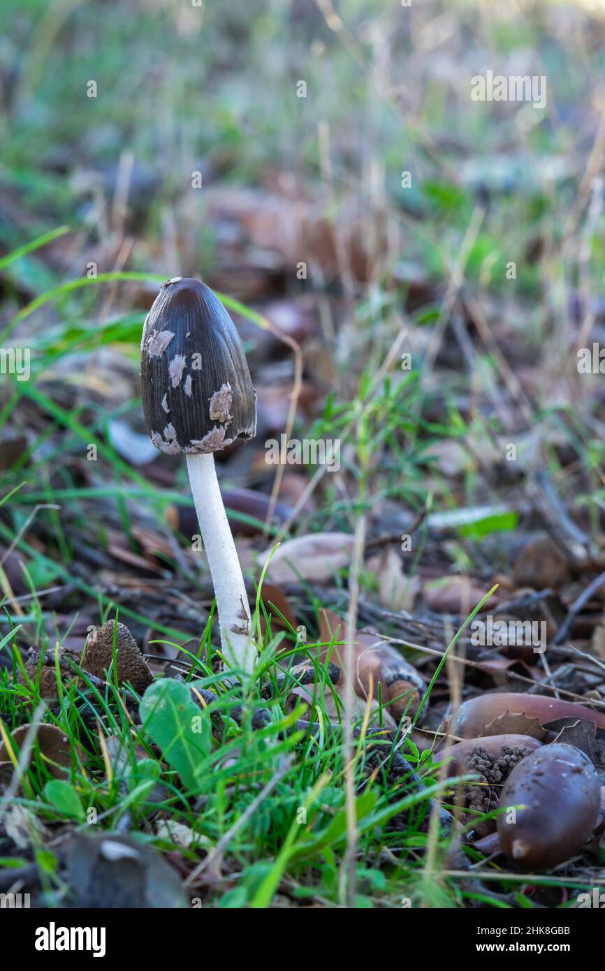 Species of fungus in the psathyrellaceae hi-res stock photography and ...