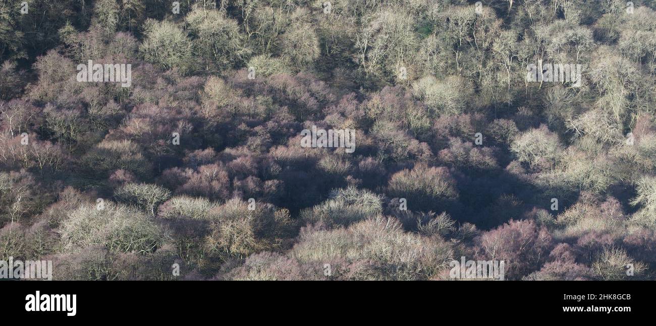 Aerial view of dense trees in Shropshire, England Stock Photo - Alamy
