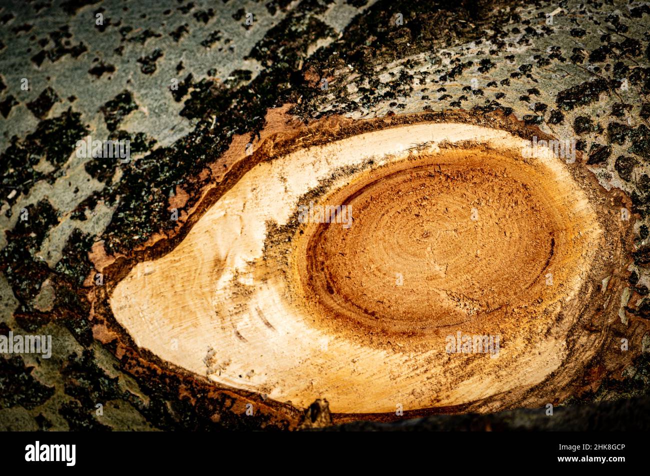 Cross section of a cut log Stock Photo - Alamy